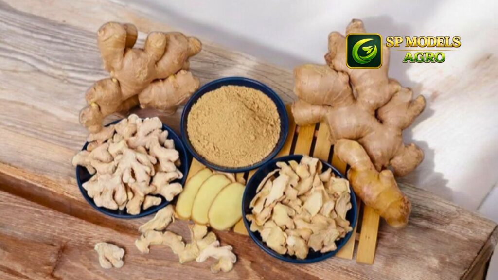 Bulk Dried Ginger Supplier Malaysia | Export & Wholesale Ginger in Bulk ...
