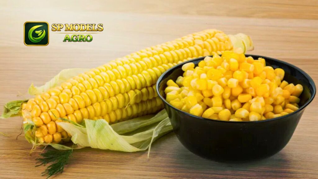 Bulk Corn Supplier Malaysia | Halal Corn Wholesale & Export Supply - SP ...