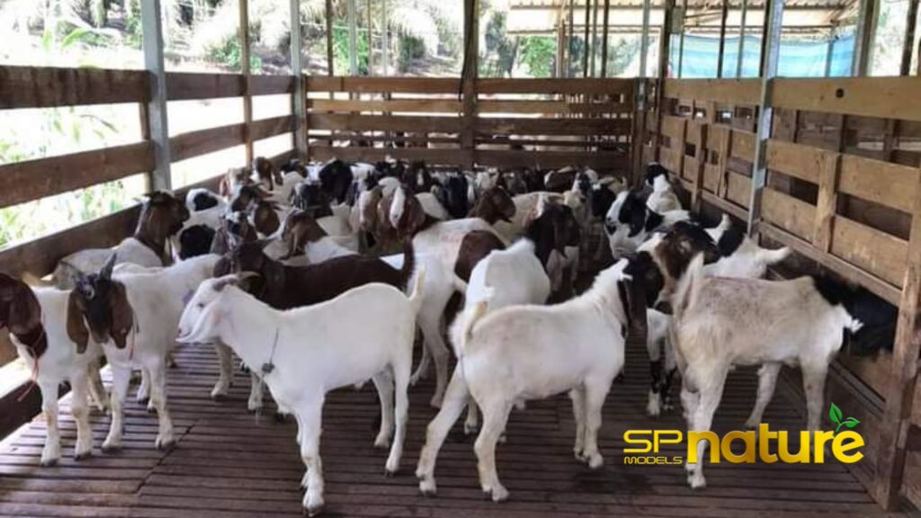 Kambing Berkualiti Tinggi Dengan Harga Terbaik untuk Dijual di Kuala Lumpur dan Selangor - SP ...