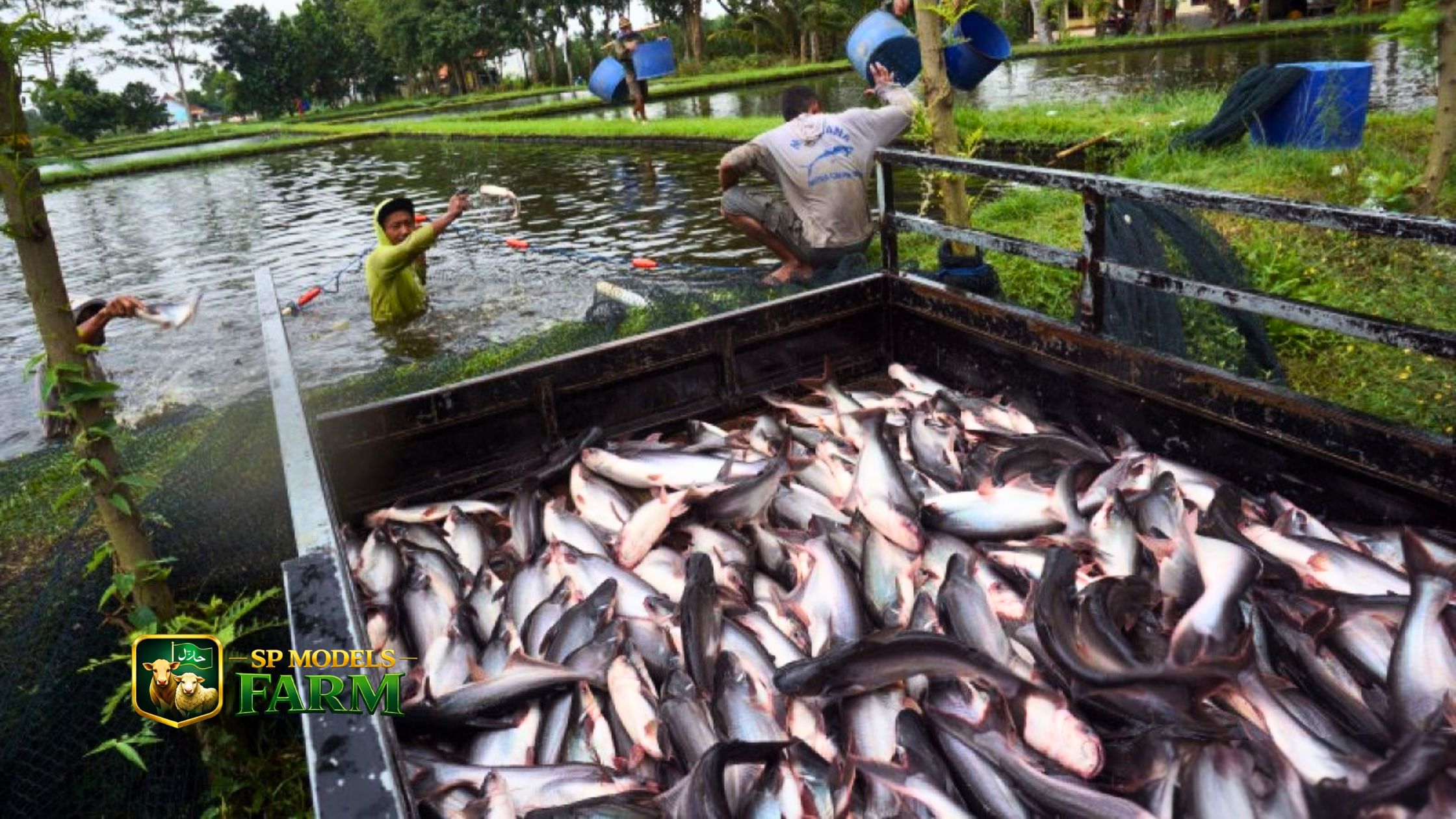 Jual Ikan Patin Segar Hidup Borong | Harga Murah Supplier KL Selangor ...
