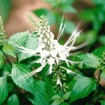 Anak Pokok & Khasiat Daun Misai Kucing - SP Models Nature