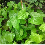 Pengusaha Tanaman Anak Pohon, Pokok Kaduk / Daun Kadok di Shah Alam ...