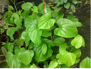 Daun Kaduk & Anak Pohon Kaduk Untuk Dijual – SP Models Nature