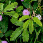 Khasiat Pokok Semalu – SP Models Nature