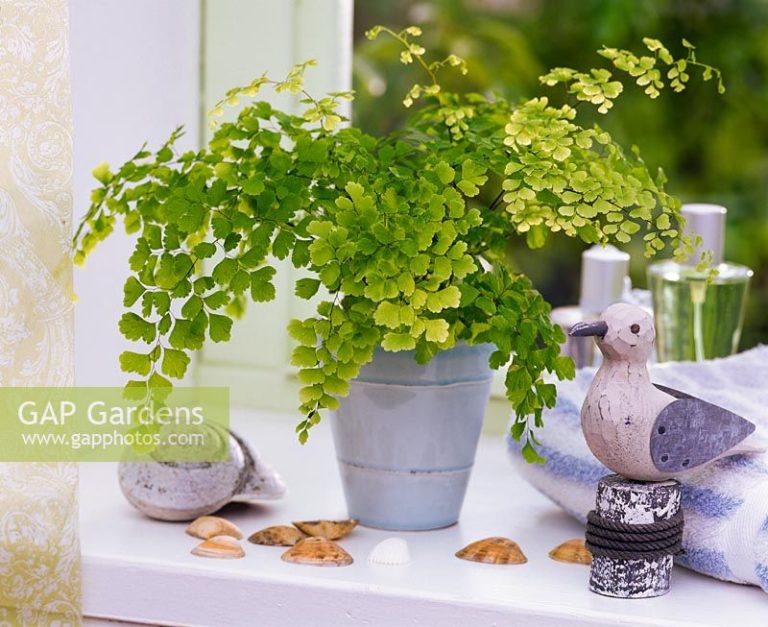 Paku Suplir - SP Models Nature