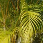 Pokok Pinang Kuning / Palem Kuning - SP Models Nature