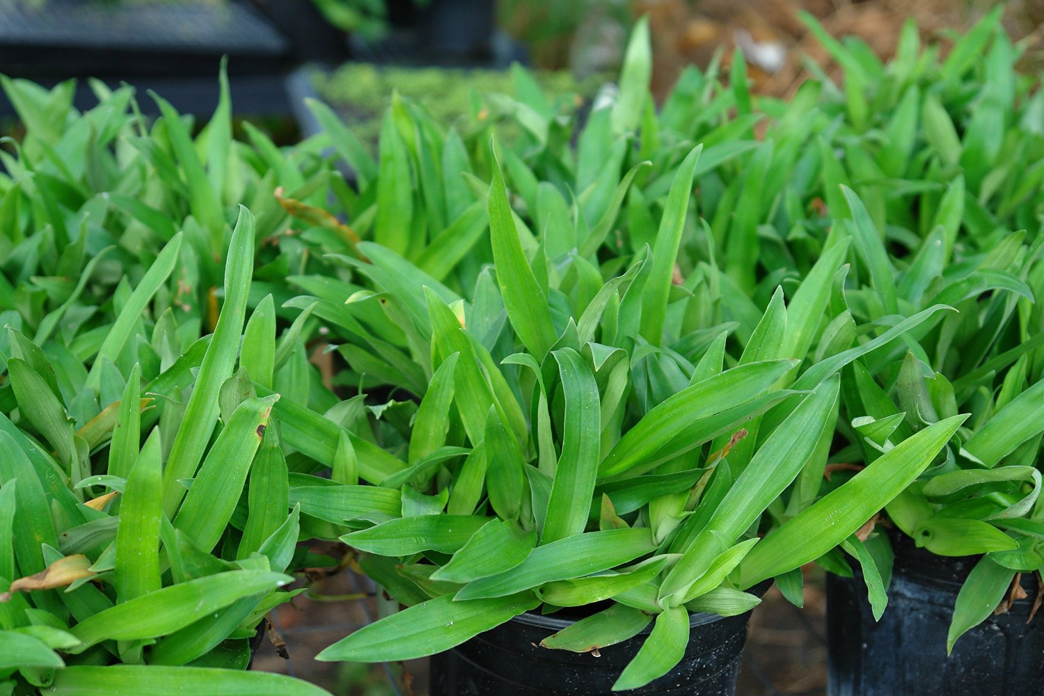 Rumput Cina - Beijing Grass Plant (Murdannia Loriformis) - SP Models Nature