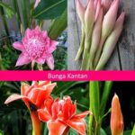 Bunga Kantan - SP Models Nature