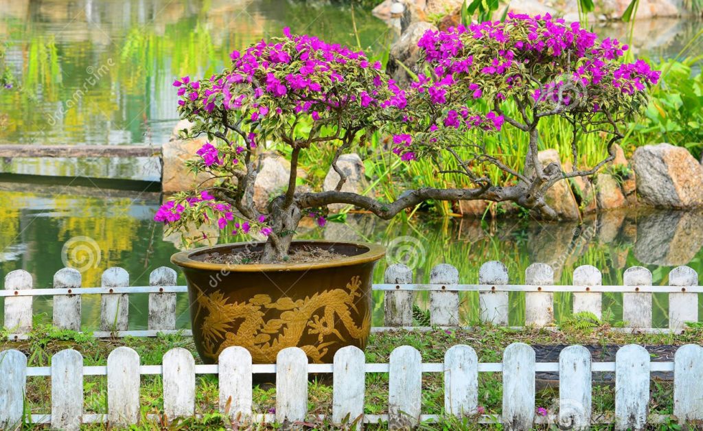 Bunga Kertas (Bougainvillea) - SP Models Nature