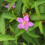 Pokok Senduduk - SP Models Nature