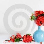 5 Manfaat Bunga Asoka / Soka Merah (Red Ixora) Terhadap Kesihatan - SP ...