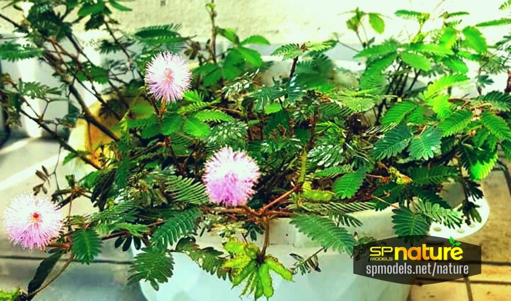 Pohon Semalu @ Putri Malu (Mimosa Pudica) - SP Models Nature
