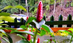 Pokok Gincu / Bunga Lada / Setawar Halia Merah / Red Button Ginger ...